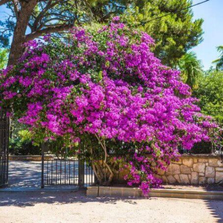 Bugambilia: descubre todas sus propiedades,usos y beneficios