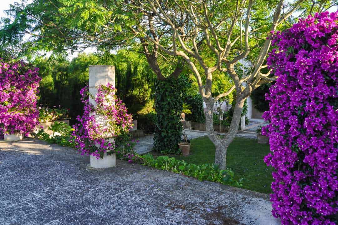 Bugambilia: descubre todas sus propiedades,usos y beneficios