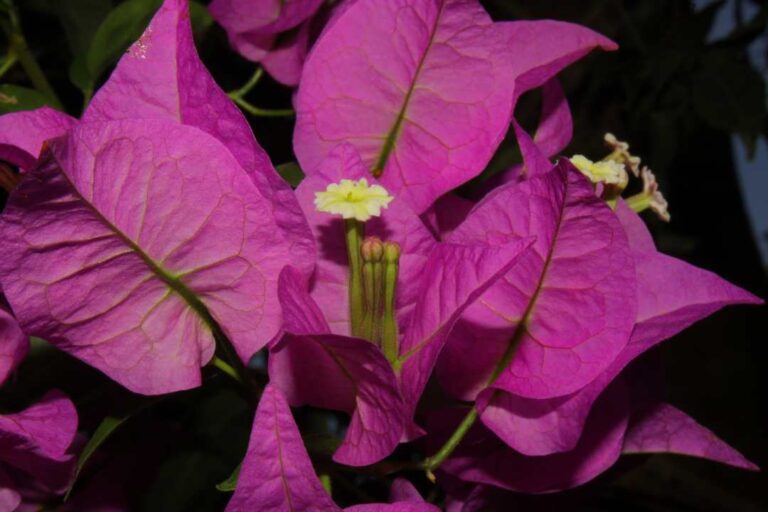 Bugambilia: descubre todas sus propiedades,usos y beneficios