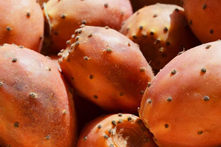 ¿Qué es la Tuna y cuáles son sus beneficios para la salud?