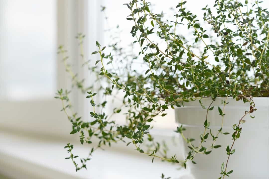 Tomillo: todo lo que debes saber, propiedades, usos y cultivo